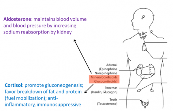 Corticoids - Steroid Lab