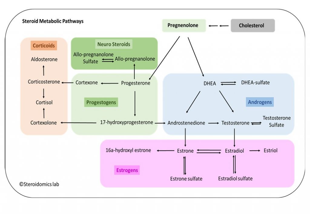 Steroid Hormone Balance - Steroidomics Lab