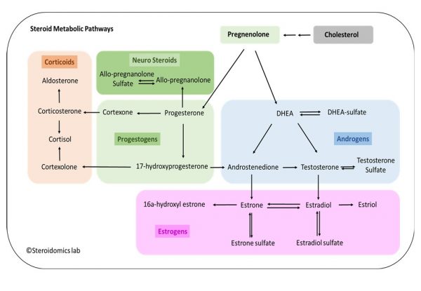 Steroid Hormone Balance - Steroidomics Lab